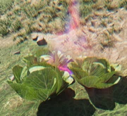 Deviated Crops | Once Human Wiki | Fandom