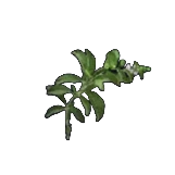 Mint | Once Human Wiki | Fandom