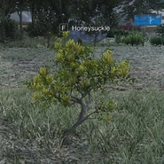 Honeysuckle | Once Human Wiki | Fandom