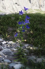 Bellflower | Once Human Wiki | Fandom