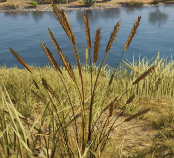 Blé | Wiki Once Human | Fandom