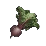 Beet | Once Human Wiki | Fandom