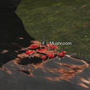 Mushroom | Once Human Wiki | Fandom