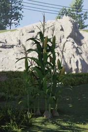 Corn | Once Human Wiki | Fandom