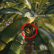 Banana | Once Human Wiki | Fandom