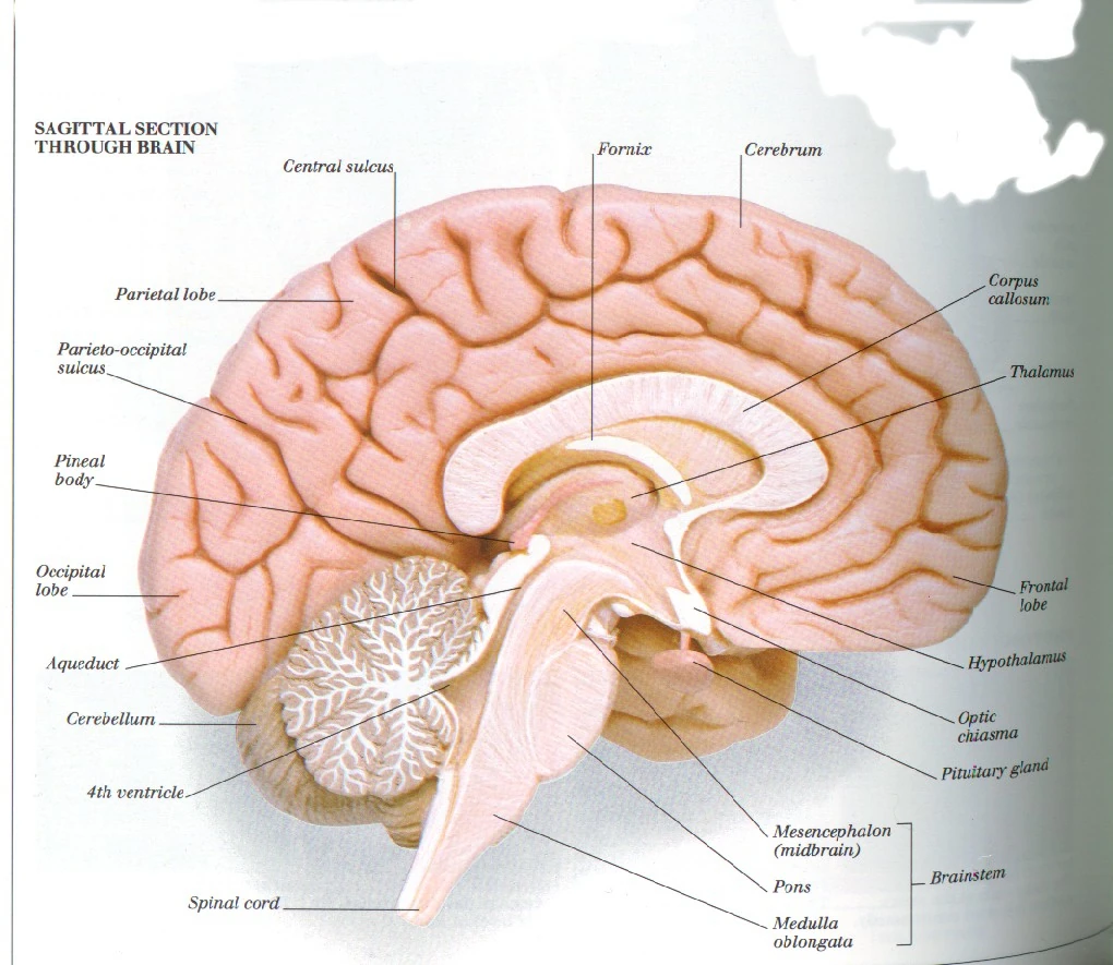 Brain Midsagittal View