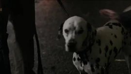 Pongo | Wiki Once Upon a Time | Fandom