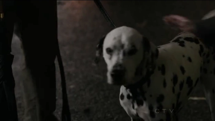 Pongo | Wiki Once Upon a Time | Fandom