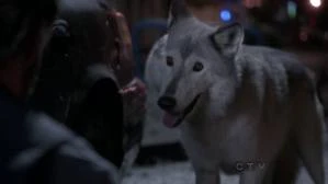 Wolf | Once Franchise Wiki | Fandom