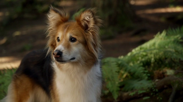 Wilby | Once Franchise Wiki | Fandom