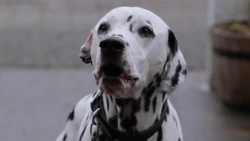 Pongo | Once upon a Time Wiki | Fandom
