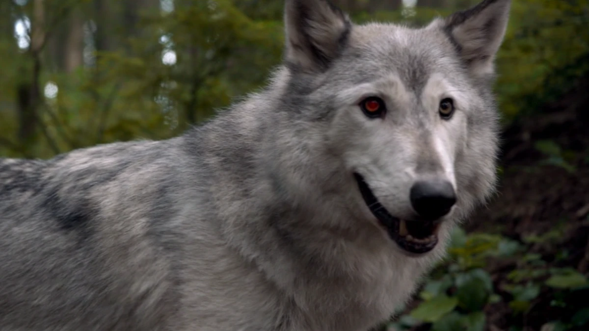Wolf | Once Upon a Time wiki | Fandom