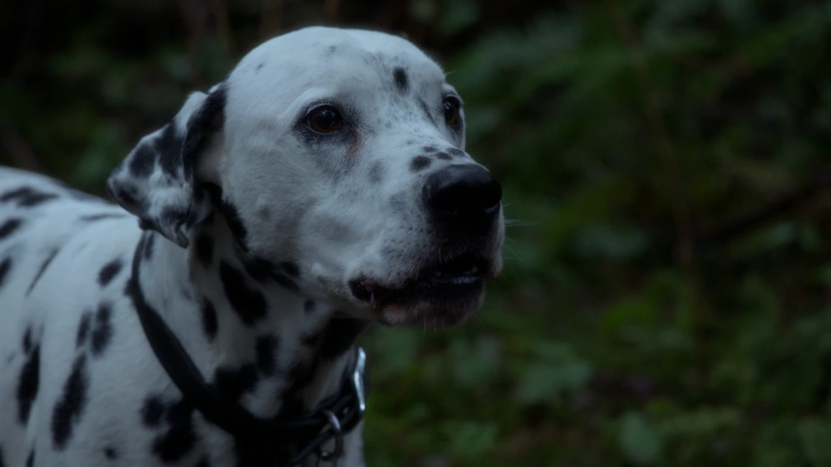 Pongo | Once Upon a Time Wiki | Fandom