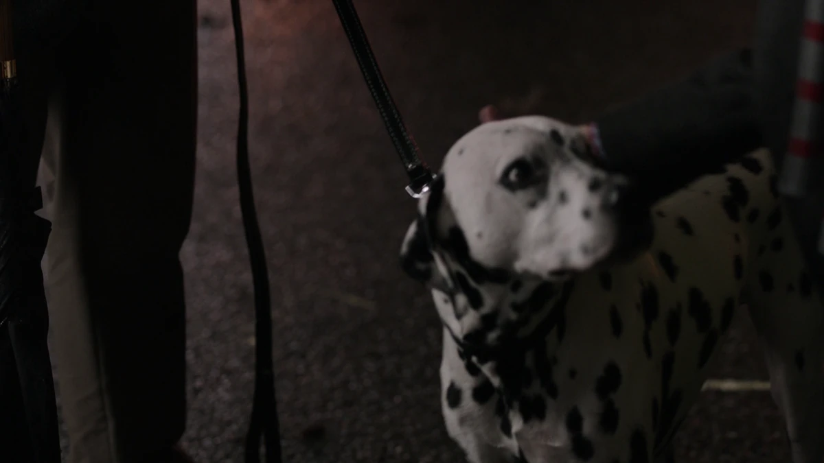 Pongo Gallery | Once Upon a Time Wiki | Fandom