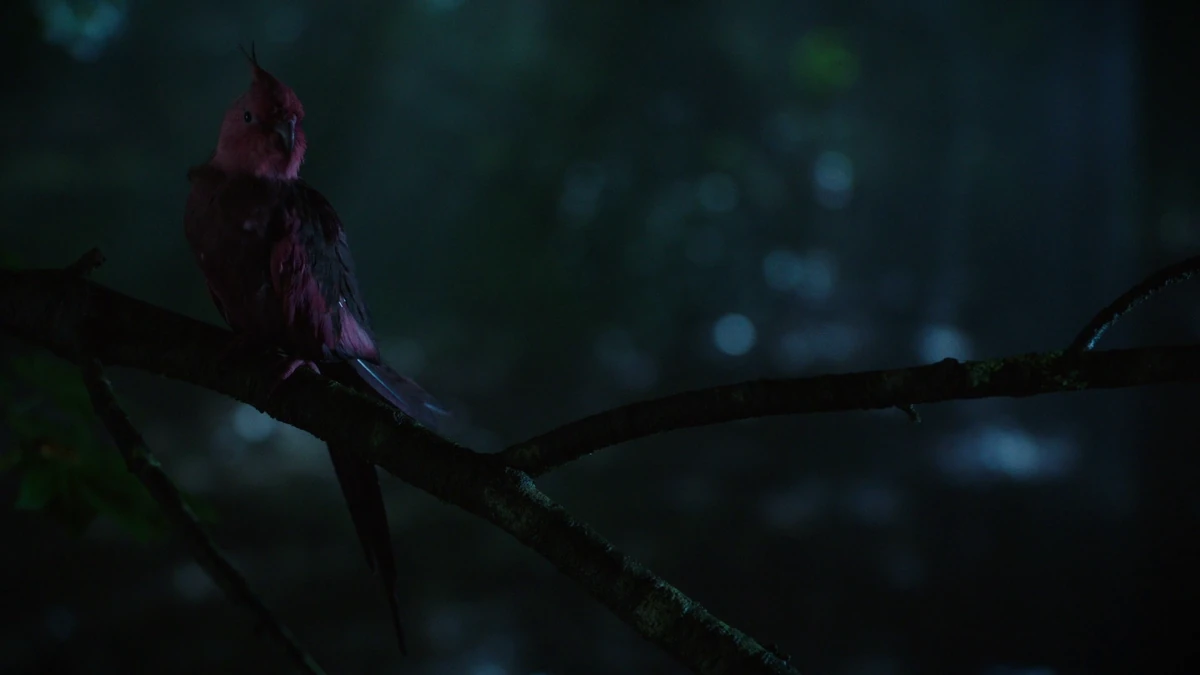 Red Bird Gallery | Once Upon a Time Wiki | Fandom