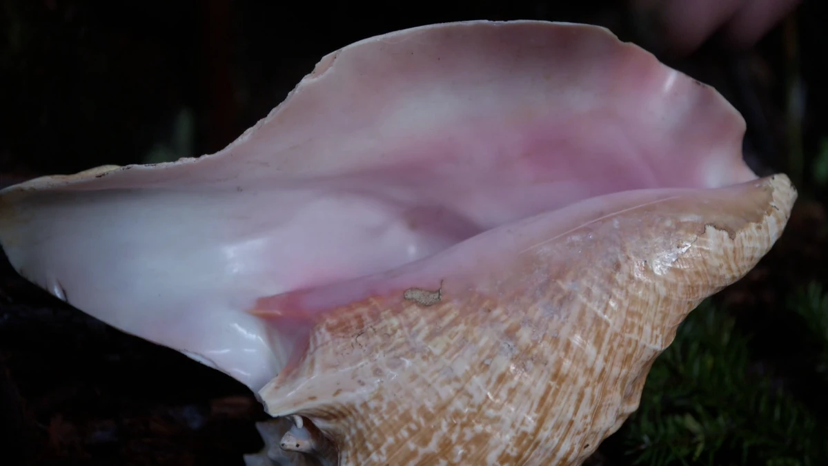 Conch Shells | Once Upon a Time Wiki | Fandom