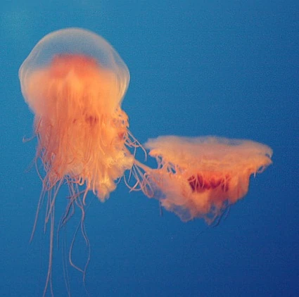 Jelly Movements | Oncho Wiki | Fandom