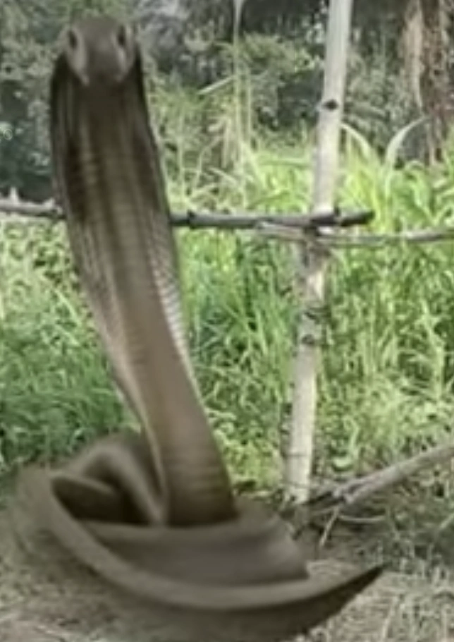 Snake | One Man Squad Wiki | Fandom