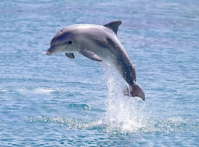 Dolphin | One Of The Greatest Sources For Greek Mythology Wiki | Fandom