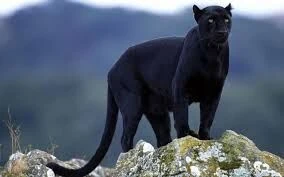 Panther | One Of The Greatest Sources For Greek Mythology Wiki | Fandom