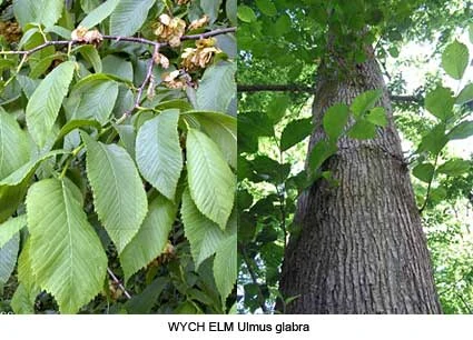 Ptelea | One Of The Greatest Sources For Greek Mythology Wiki | Fandom