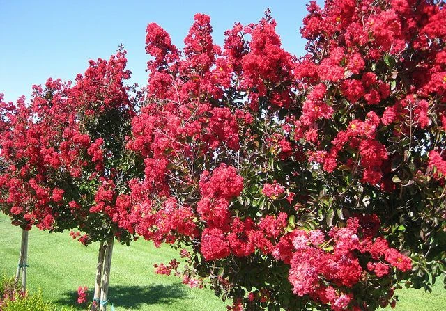 Myrsinê (Tree) | One Of The Greatest Sources For Greek Mythology Wiki ...