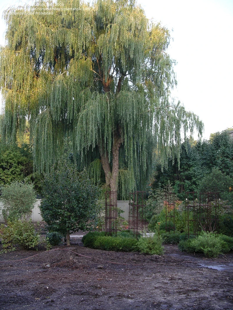 Itea | One Of The Greatest Sources For Greek Mythology Wiki | Fandom