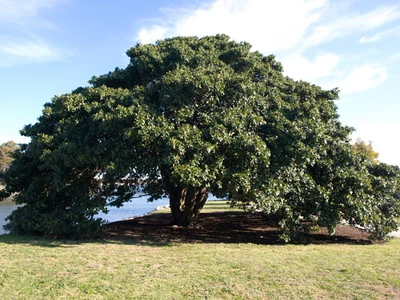 Sykea | One Of The Greatest Sources For Greek Mythology Wiki | Fandom