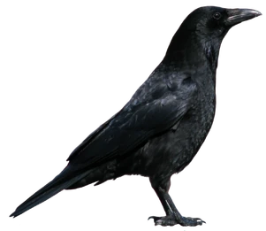Crow | One Of The Greatest Sources For Greek Mythology Wiki | Fandom