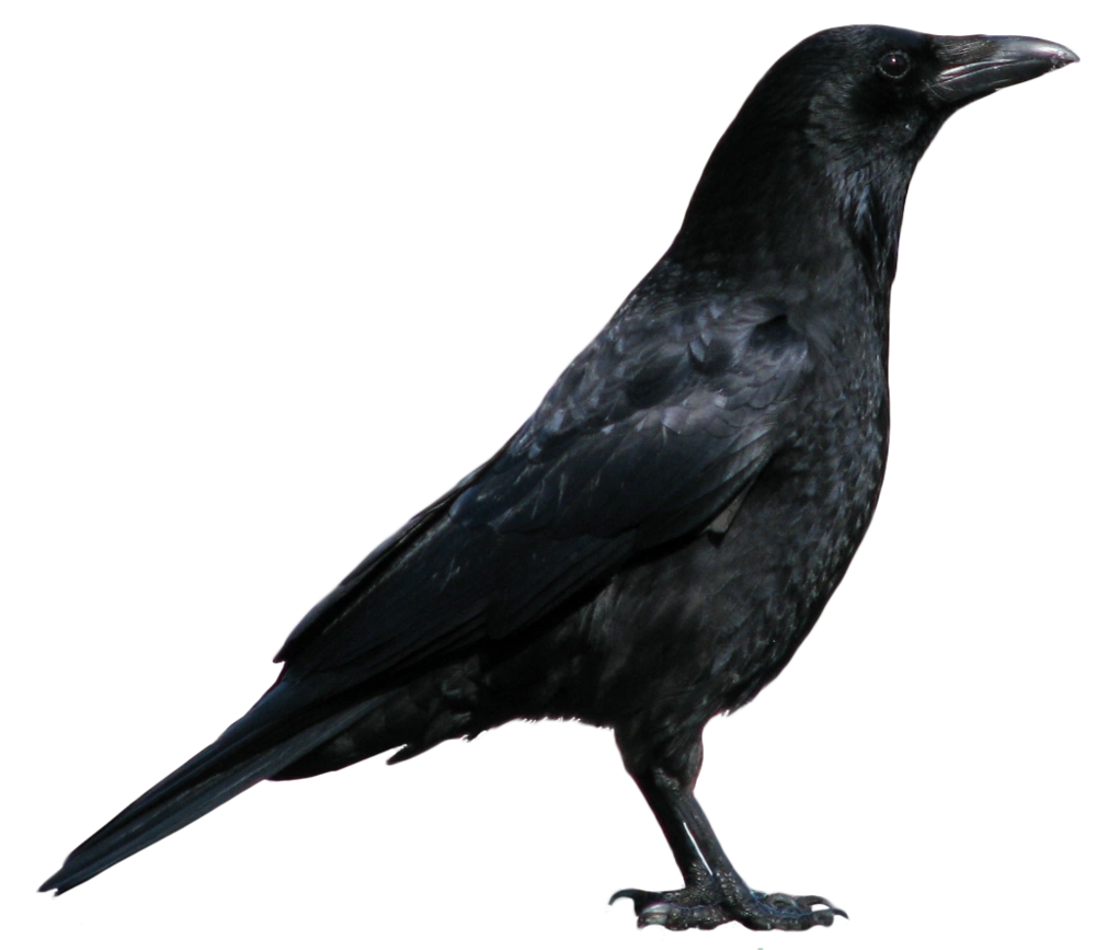 Crow | One Of The Greatest Sources For Greek Mythology Wiki | Fandom