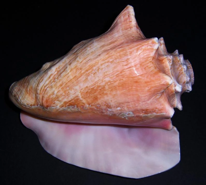 Conch-Shell | One Of The Greatest Sources For Greek Mythology Wiki | Fandom