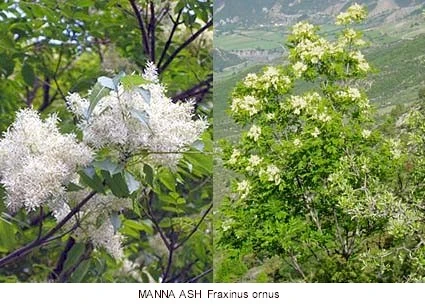 Melia Trees | One Of The Greatest Sources For Greek Mythology Wiki | Fandom