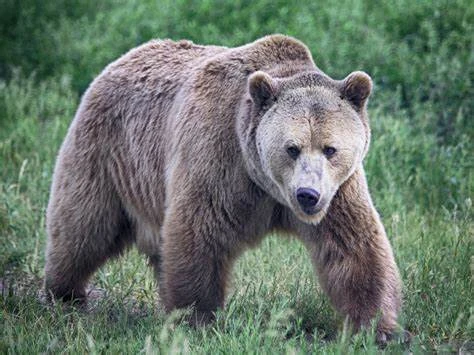 Bear | One Of The Greatest Sources For Greek Mythology Wiki | Fandom