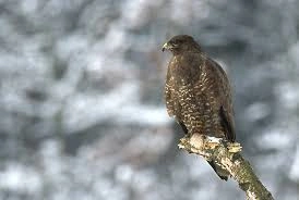 Buzzard-Hawk | One Of The Greatest Sources For Greek Mythology Wiki ...