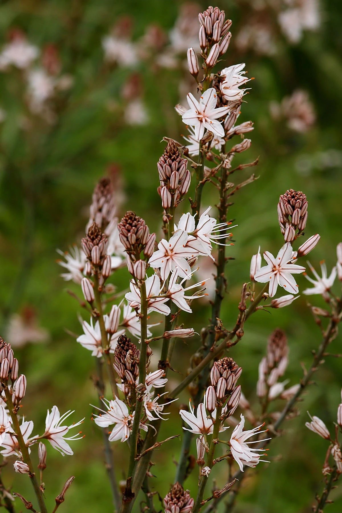 Asphodelos | One Of The Greatest Sources For Greek Mythology Wiki | Fandom