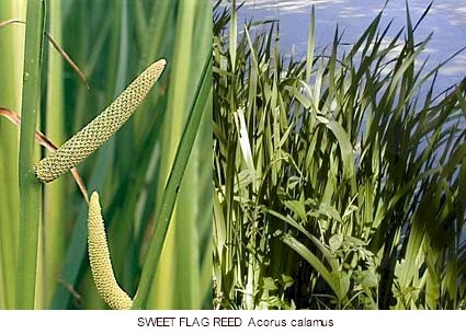 Kalamos | One Of The Greatest Sources For Greek Mythology Wiki | Fandom