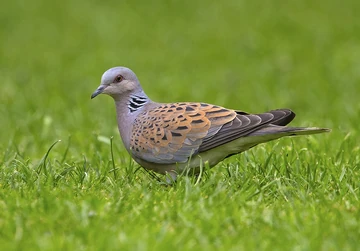 Turtle Dove | One Of The Greatest Sources For Greek Mythology Wiki | Fandom