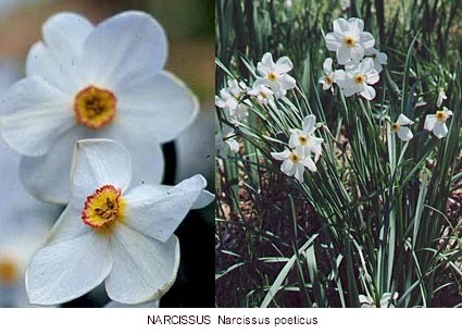 Narcissus Flower Greek Mythology