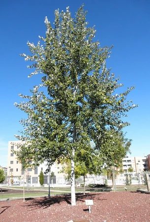Leukê (Tree) | One Of The Greatest Sources For Greek Mythology Wiki ...