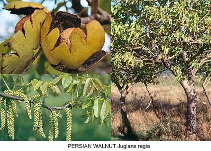 Karya | One Of The Greatest Sources For Greek Mythology Wiki | Fandom