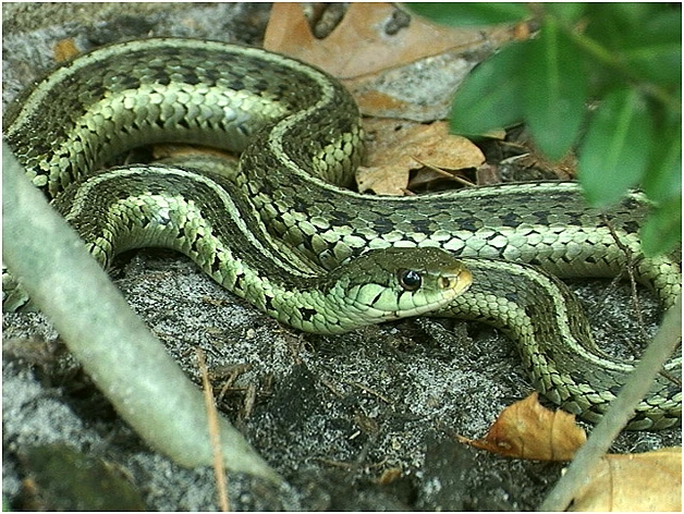 Serpent | One Of The Greatest Sources For Greek Mythology Wiki | Fandom