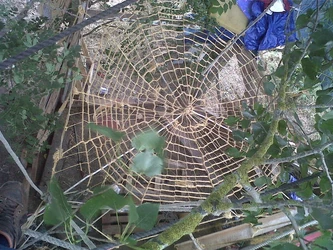 Ropu Ropu No Mi | Wiki ParaLoAn | Fandom