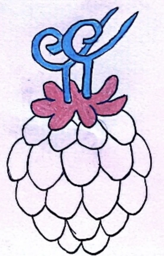 Fruta Uo-Uo: Modelo Ryujin | One Piece Fanon | Fandom