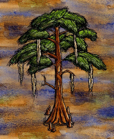 Swamp Cypress Tree Drawing