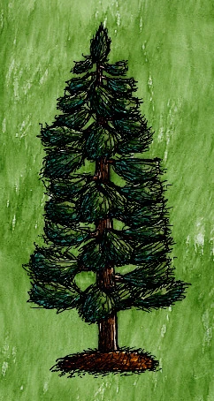 white pine needles drawing