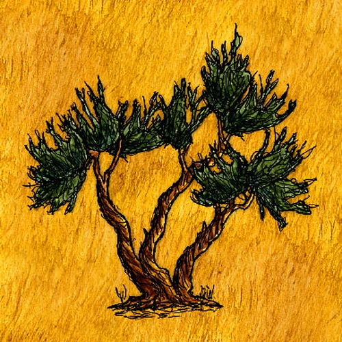 Juniper Tree Drawing