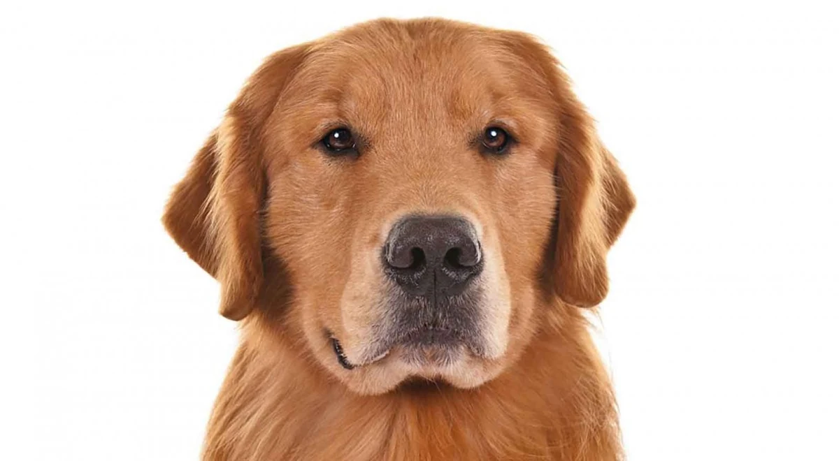 Shiryu | One Piece and Fairy Tail Wikia | Fandom