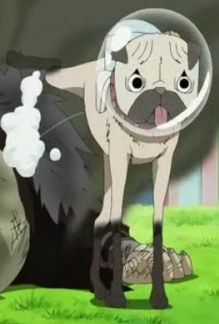 Saruu | One Piece Wiki | Fandom