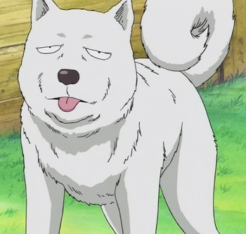 Pochi | One Piece Wiki | Fandom