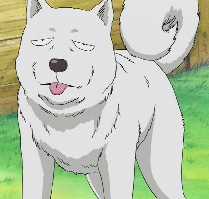 Pochi | One Piece Wiki | Fandom